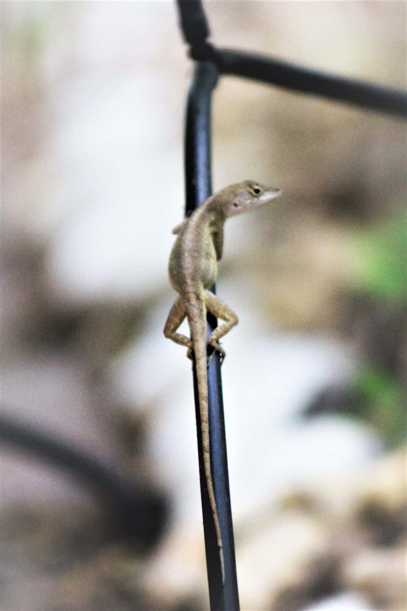 Spring Break Staycation with Kids - Cheerfully Simple